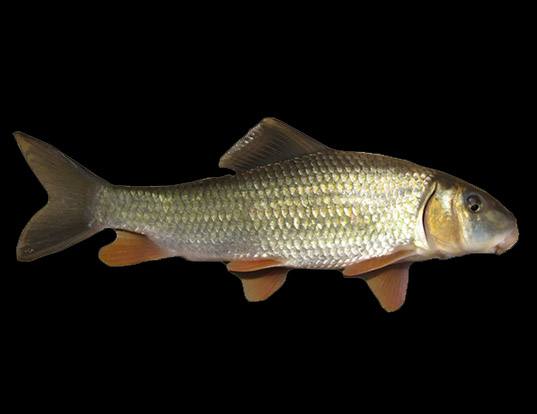 SHORTHEAD REDHORSE LIFE EXPECTANCY