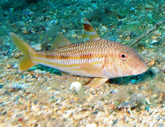 SURMULLET LIFE EXPECTANCY