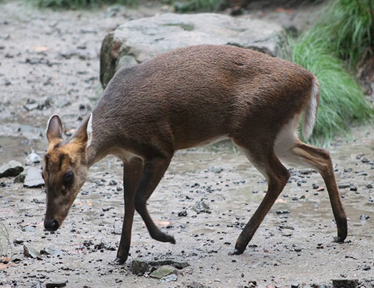 BLACK MUNTJAC LIFE EXPECTANCY