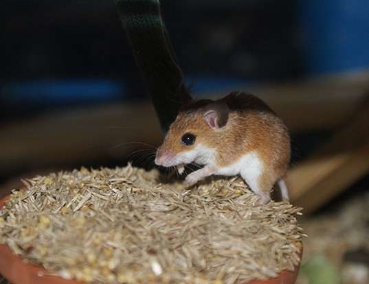 NORTHERN GRASSHOPPER MOUSE LIFE EXPECTANCY