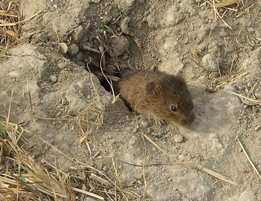 NORTHERN GRASSHOPPER MOUSE LIFE EXPECTANCY