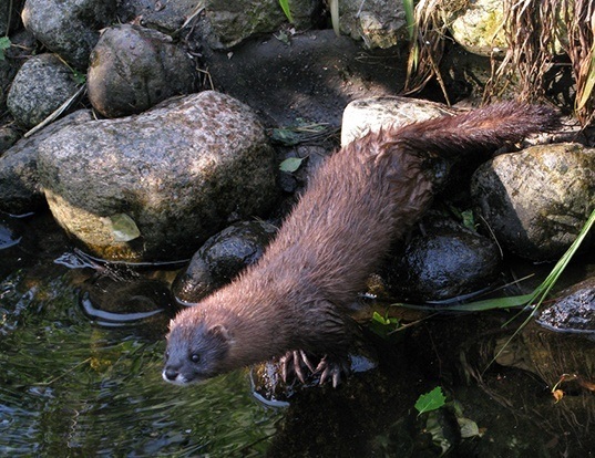 EUROPEAN MINK LIFE EXPECTANCY