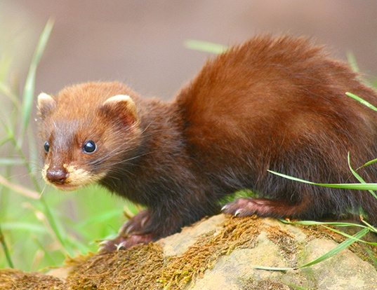 BLACK-FOOTED FERRET LIFE EXPECTANCY