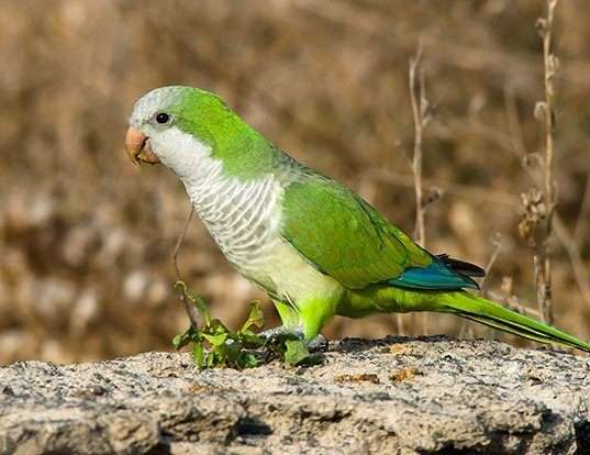 ALEXANDRINE PARAKEET LIFE EXPECTANCY