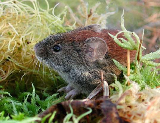 REVILLAGIGEDO ISLAND RED-BACKED VOLE LIFE EXPECTANCY