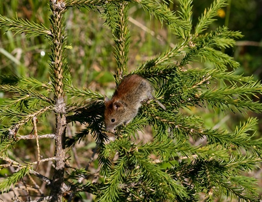 NORTHERN RED-BACKED VOLE LIFE EXPECTANCY