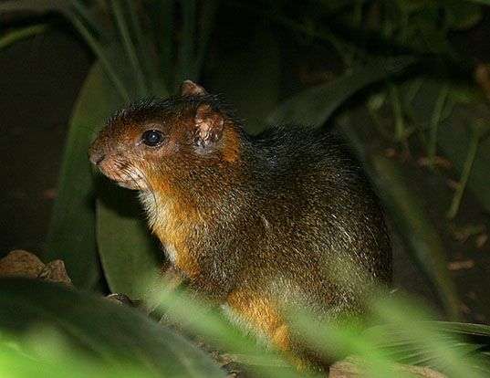 RED ACOUCHI LIFE EXPECTANCY