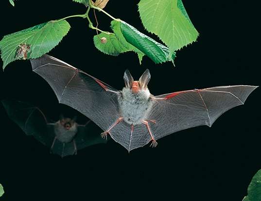 Mindanao Pygmy Fruit Bat
