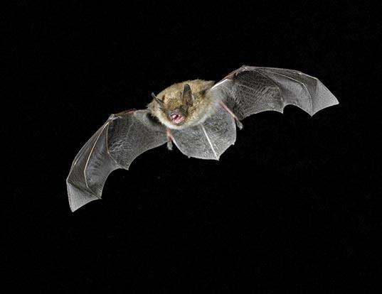 WHITE-LINED BROAD-NOSED BAT LIFE EXPECTANCY