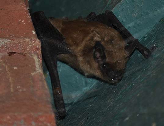 WHITE-LINED BROAD-NOSED BAT LIFE EXPECTANCY