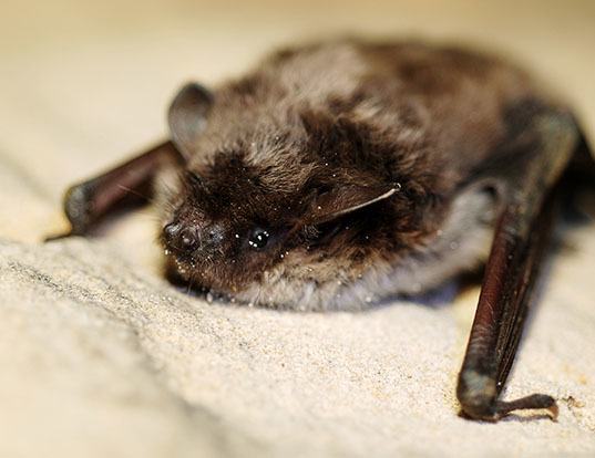 ESPERANZA DE VIDA DE LOS EASTERN SMALL-FOOTED MYOTIS
