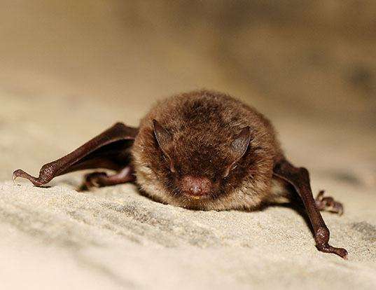 WHITE-LINED BROAD-NOSED BAT LIFE EXPECTANCY