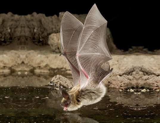 WHITE-LINED BROAD-NOSED BAT LIFE EXPECTANCY