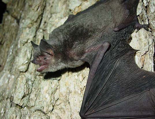 ESPERANZA DE VIDA DE LOS FRINGED MYOTIS