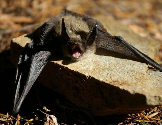 LESCHENAULT'S ROUSETTE LIFE EXPECTANCY