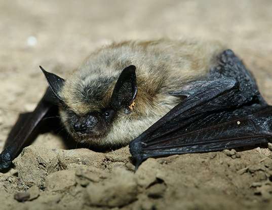 WHITE-LINED BROAD-NOSED BAT LIFE EXPECTANCY