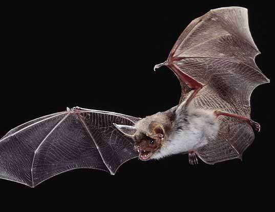 Lesser Mouse Tailed Bat