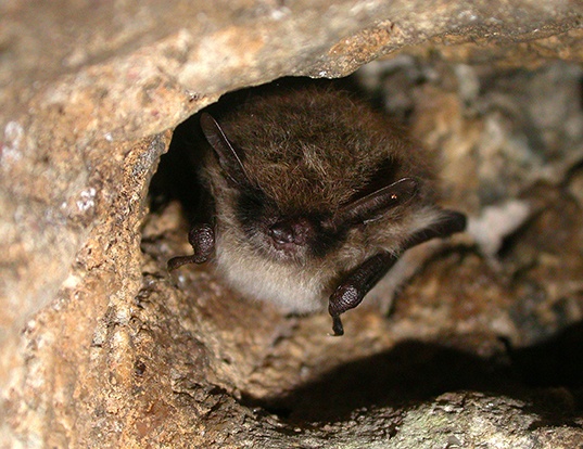 EASTERN SMALL-FOOTED MYOTIS LIFE EXPECTANCY