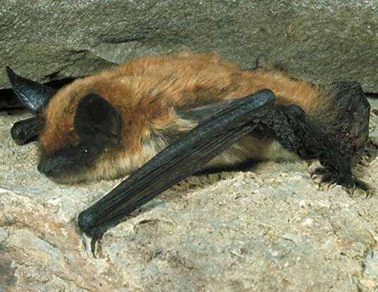 WHITE-LINED BROAD-NOSED BAT LIFE EXPECTANCY