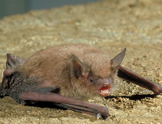 HAMMER-HEADED FRUIT BAT LIFE EXPECTANCY