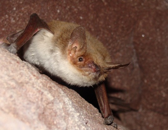 SHEATH-TAILED BAT LIFE EXPECTANCY