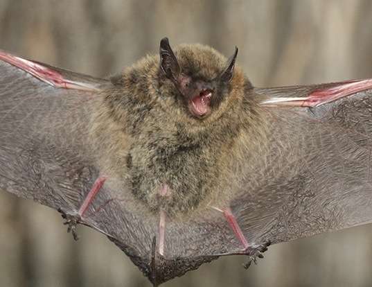 WHITE-LINED BROAD-NOSED BAT LIFE EXPECTANCY