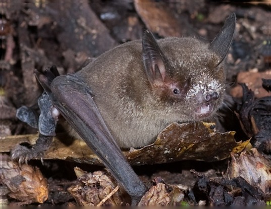 GREATER SHORT-NOSED FRUIT BAT LIFE EXPECTANCY