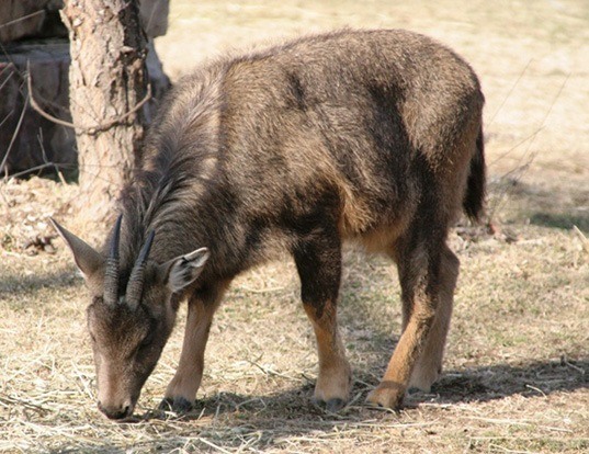 RED GORAL LIFE EXPECTANCY