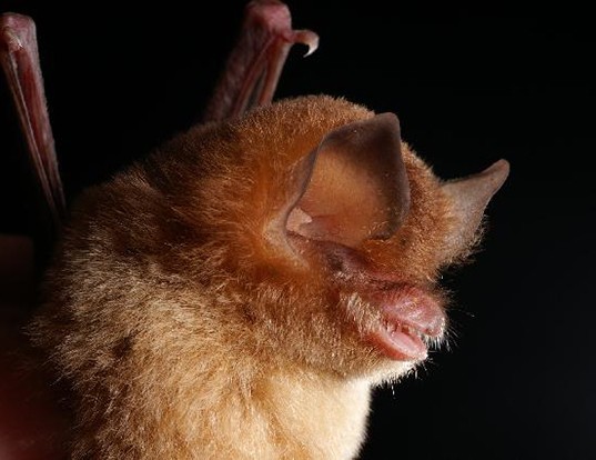 MEXICAN FUNNEL-EARED BAT LIFE EXPECTANCY