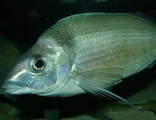 TARAKIHI LIFE EXPECTANCY