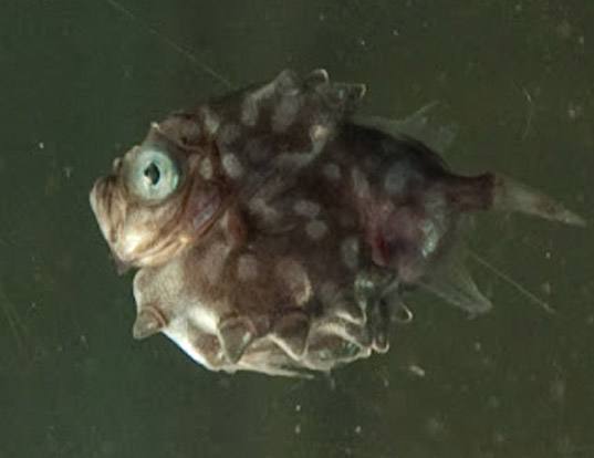 BLACK OREO LIFE EXPECTANCY