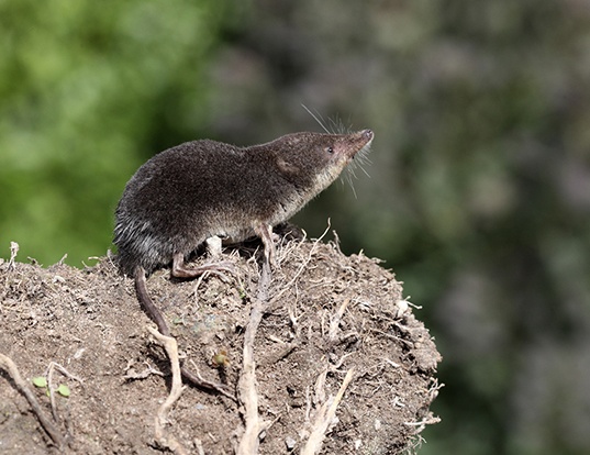 SOUTHERN WATER SHREW LIFE EXPECTANCY