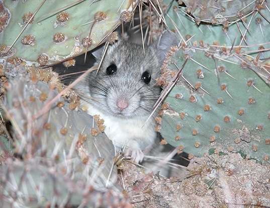SPINY RAT LIFE EXPECTANCY