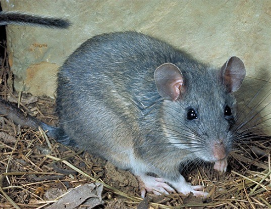 ESPERANZA DE VIDA DE LOS BUSH RAT