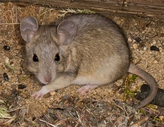 ARMORED RAT LIFE EXPECTANCY