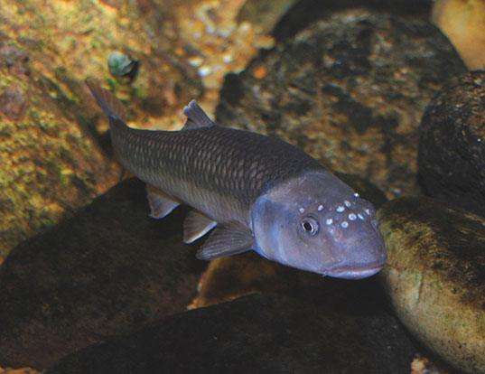 BLUEHEAD CHUB LIFE EXPECTANCY