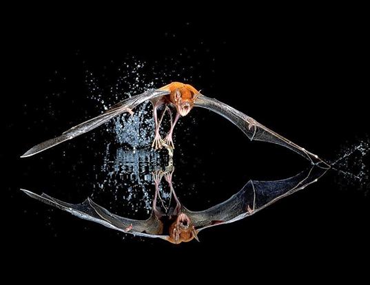 GREATER BULLDOG BAT LIFE EXPECTANCY