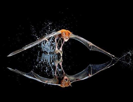 WHITE-LINED BROAD-NOSED BAT LIFE EXPECTANCY