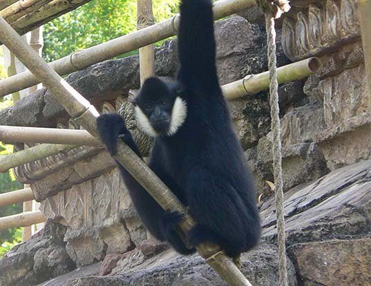 BLACK CRESTED GIBBON LIFE EXPECTANCY