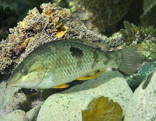 VAAL-ORANGE SMALLMOUTH YELLOWFISH LIFE EXPECTANCY