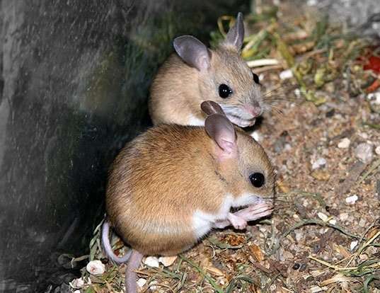 CHOCTAWHATCHEE BEACH MOUSE LIFE EXPECTANCY