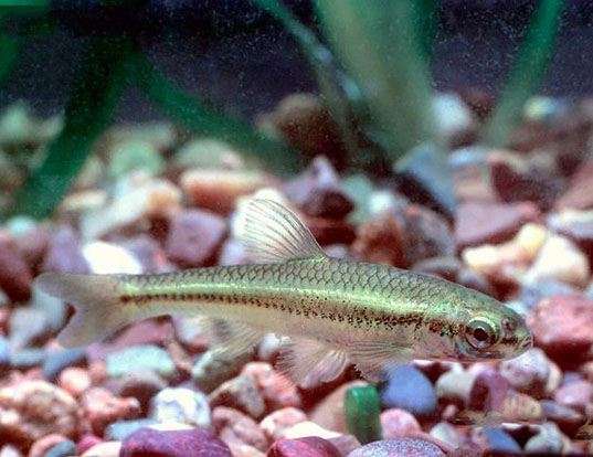 PUGNOSE SHINER LIFE EXPECTANCY