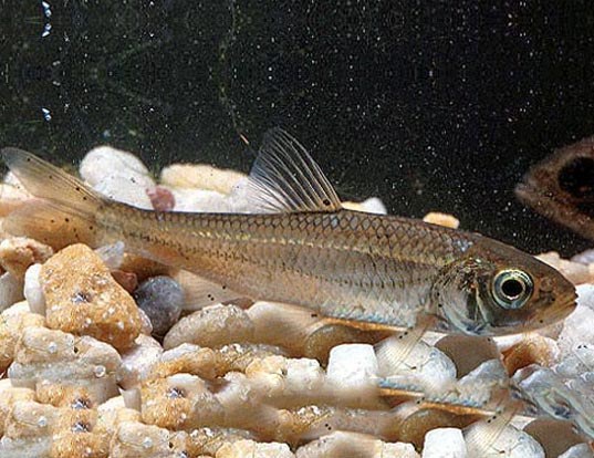 EMERALD SHINER LIFE EXPECTANCY