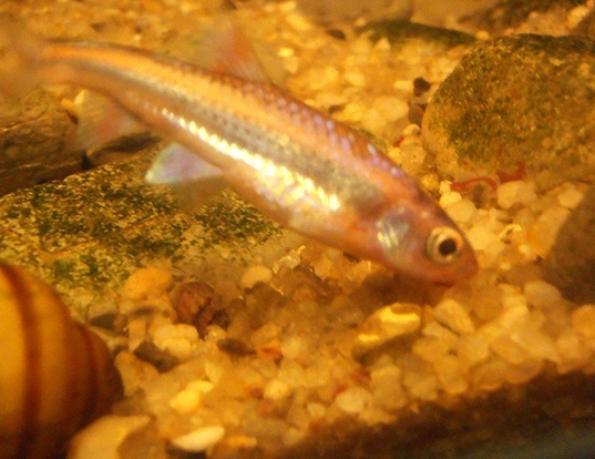 RIVER SHINER LIFE EXPECTANCY