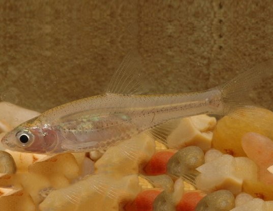 GHOST SHINER LIFE EXPECTANCY