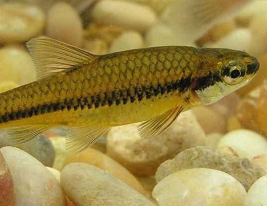 BLACKCHIN SHINER LIFE EXPECTANCY