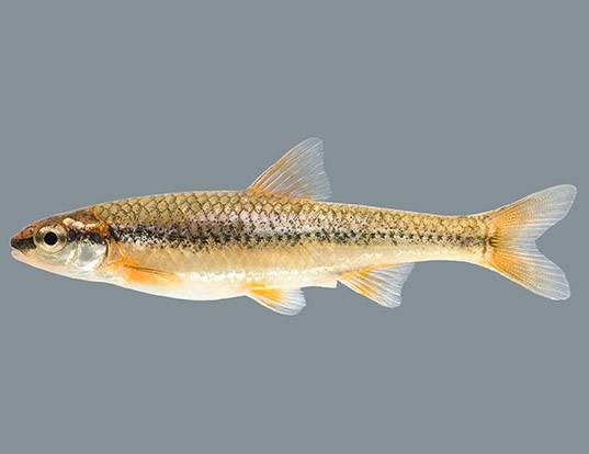 OZARK MINNOW LIFE EXPECTANCY