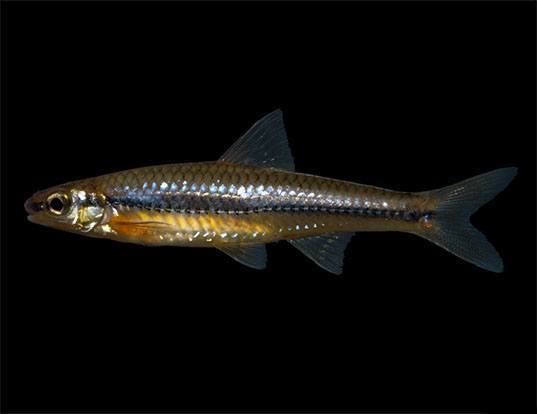 BLACKCHIN SHINER LIFE EXPECTANCY