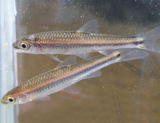 MIMIC SHINER LIFE EXPECTANCY