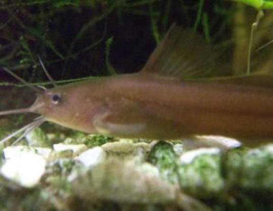 FRECKLED MADTOM LIFE EXPECTANCY